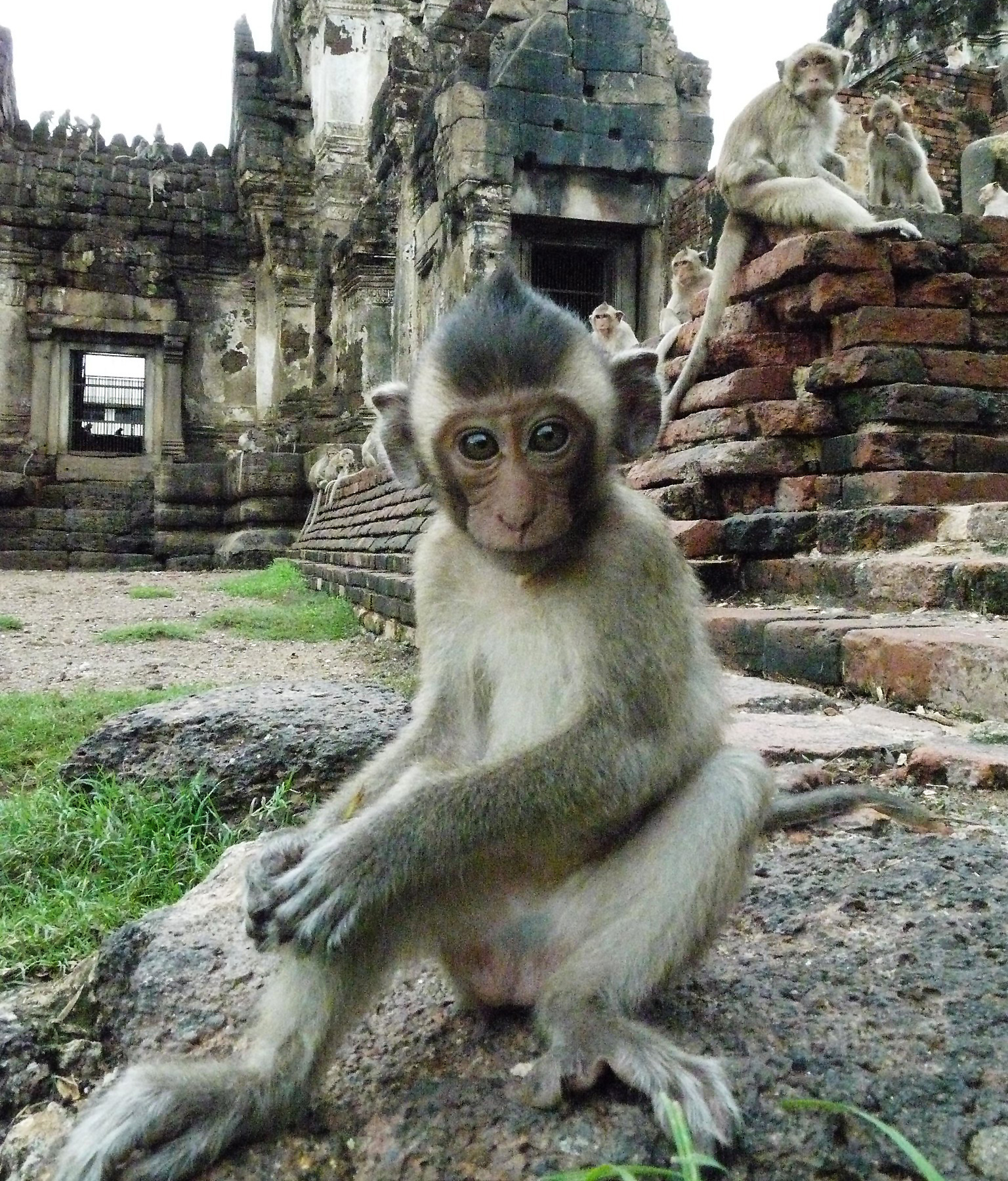 In The News: Lopburi Monkey Gangs ⋆ My Thailand