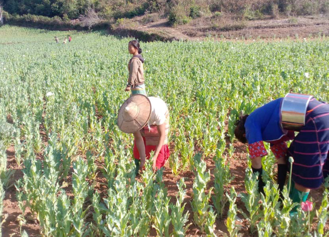 The Golden Triangle 2023: Opium Surges ⋆ My Thailand